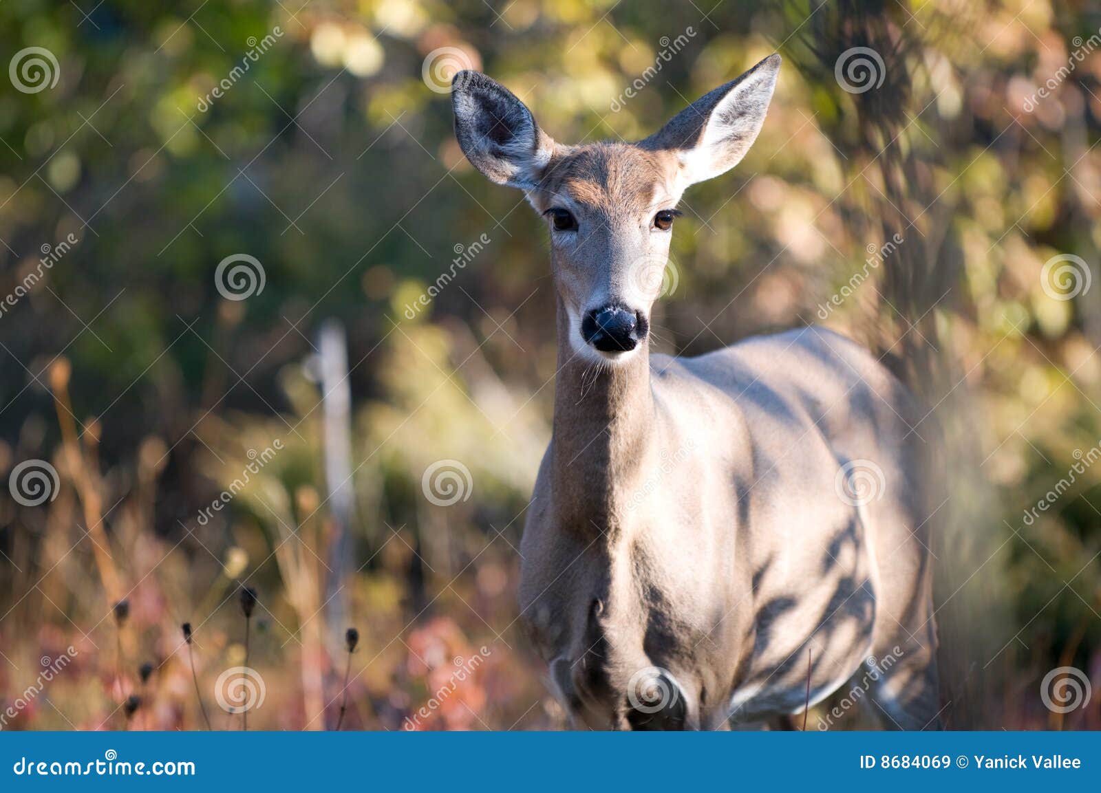 Whitetail Deer in autumn stock image. Image of odocoileus - 8684069