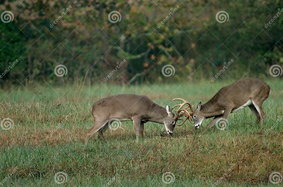 Whitetail deer battling stock image. Image of mating, sparring - 134165