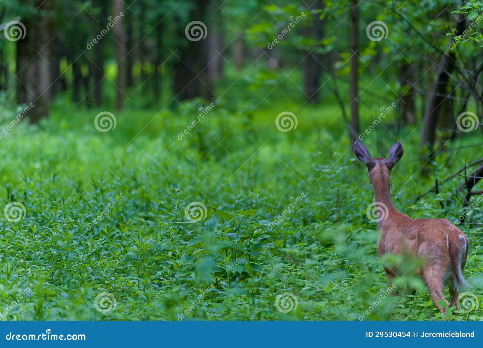 Whitetail deer from behind stock photo. Image of canada - 29530454