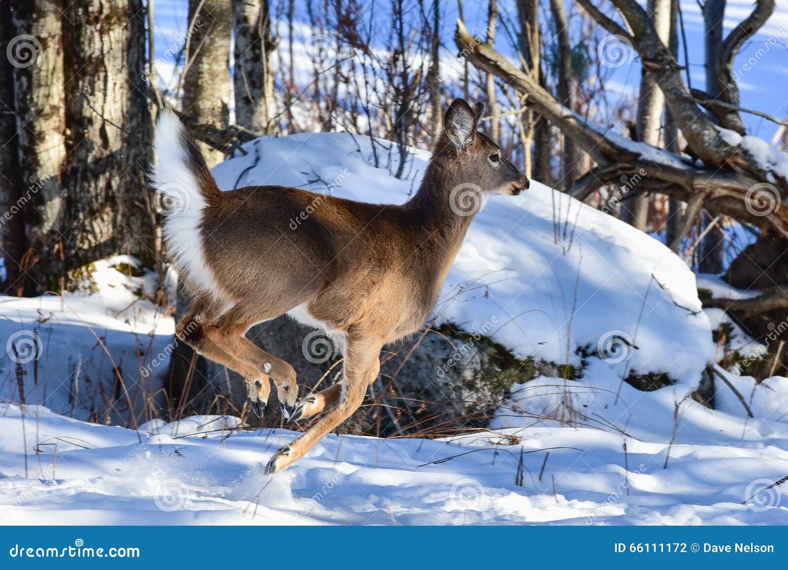 Deer Snow Leaping Stock Photos - Free & Royalty-Free Stock Photos from ...