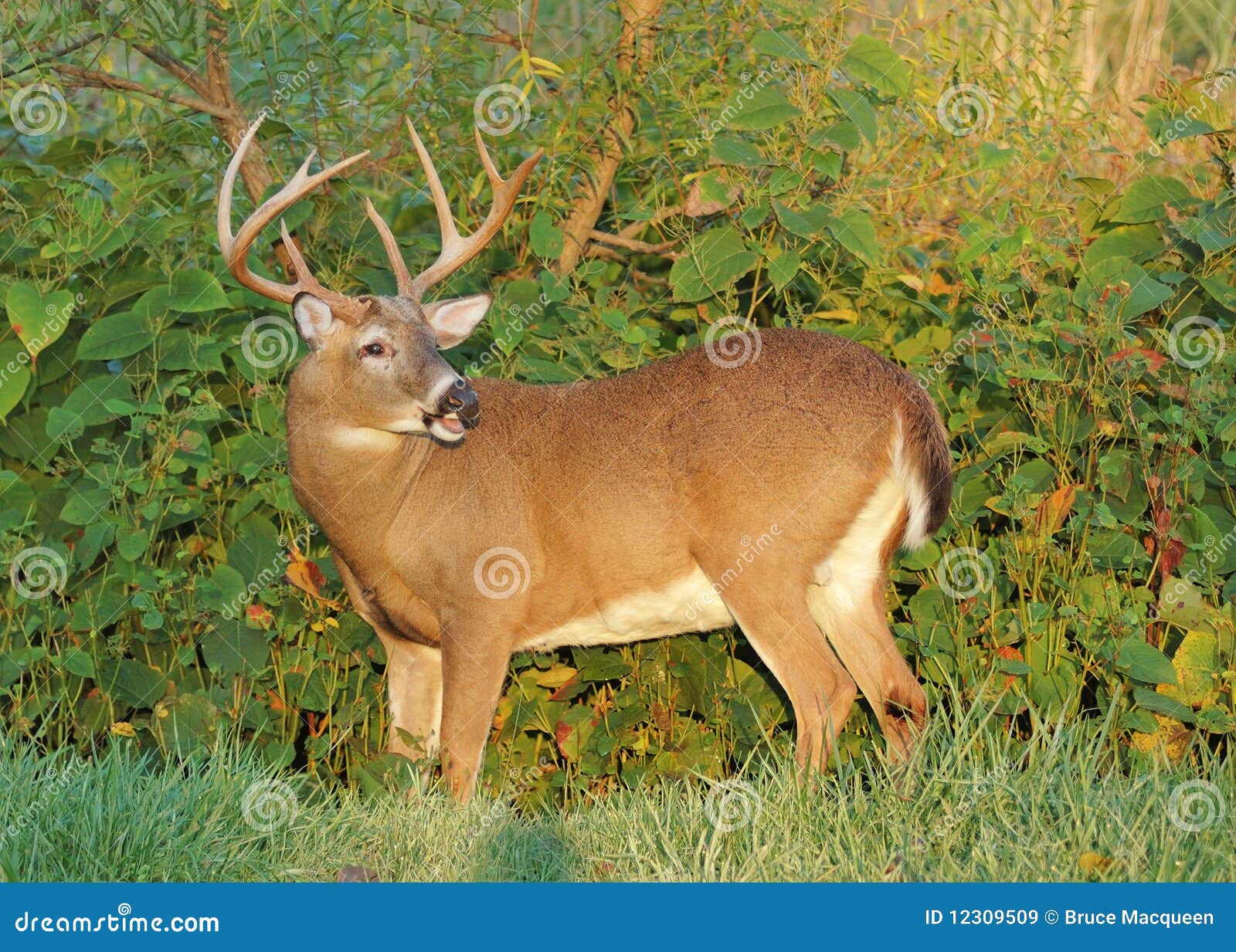Whitetail Deer Buck Has Only One Antler After Fight With Another Buck ...