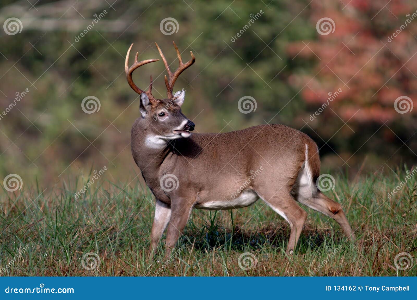 Whitetail deer buck stock photo. Image of trophy, national - 134162