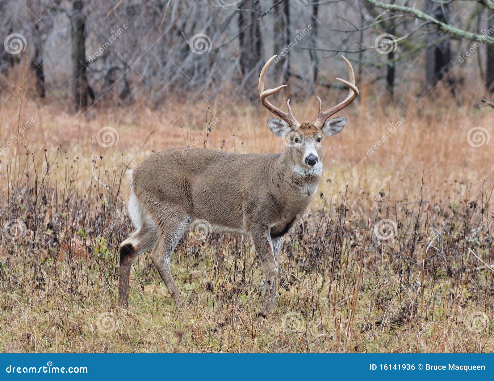 Whitetail Deer Shed Antler In Field Royalty-Free Stock Image ...