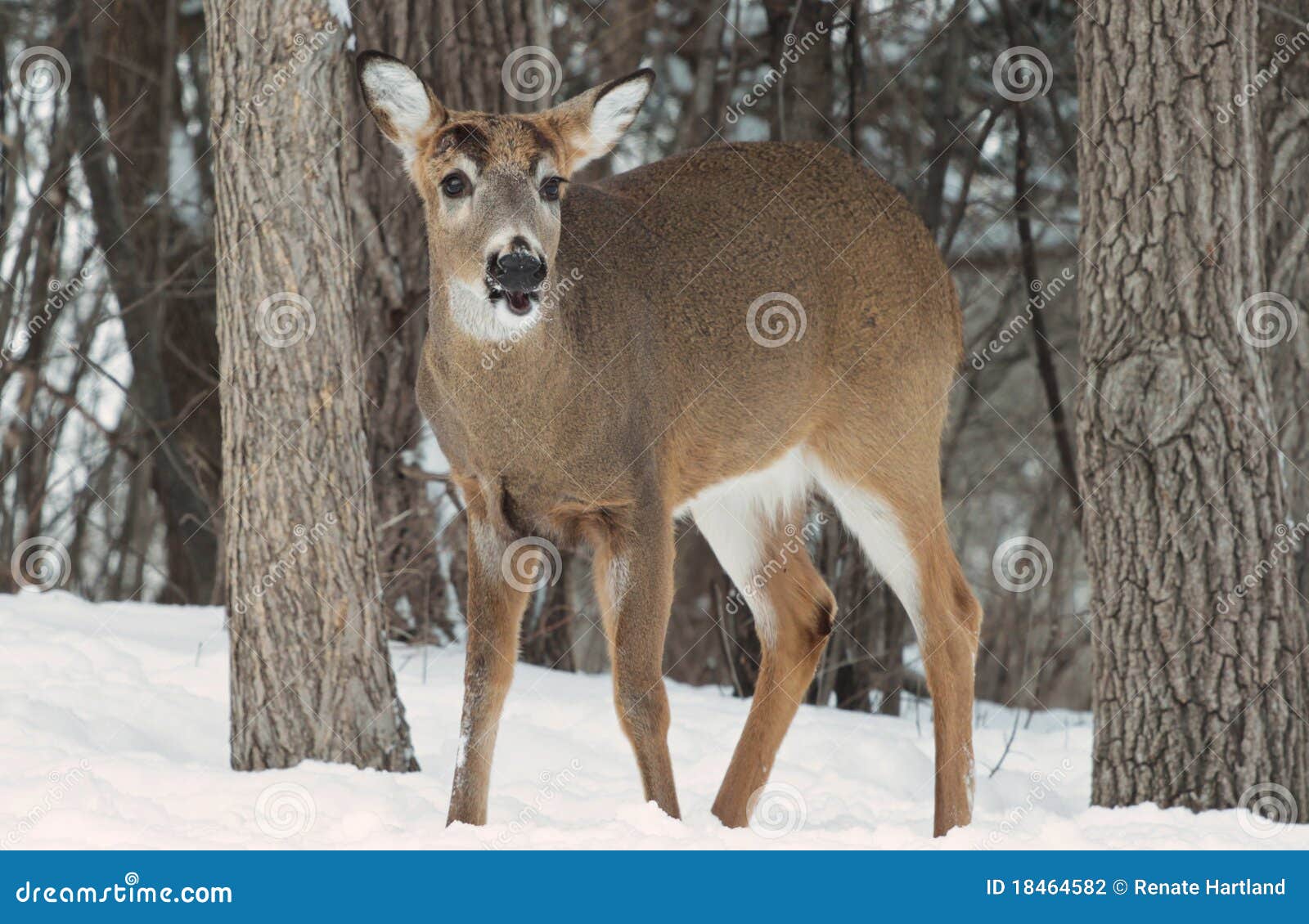 Whitetail Deer Buck stock photo. Image of trees, wild - 18464582