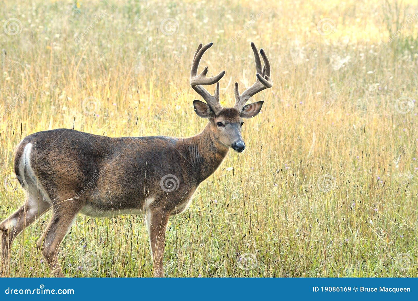 Whitetail Deer Buck stock image. Image of stag, animal - 19086169