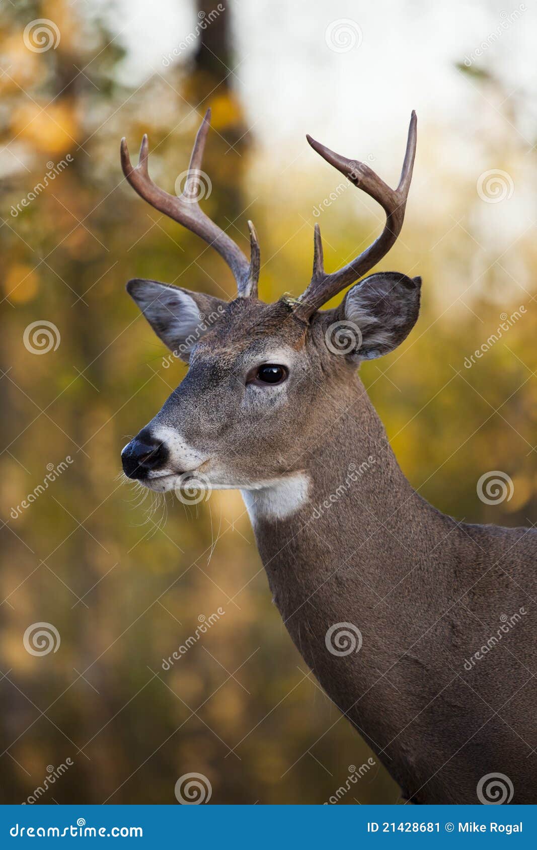 Whitetail deer buck stock image. Image of country, tender - 21428681