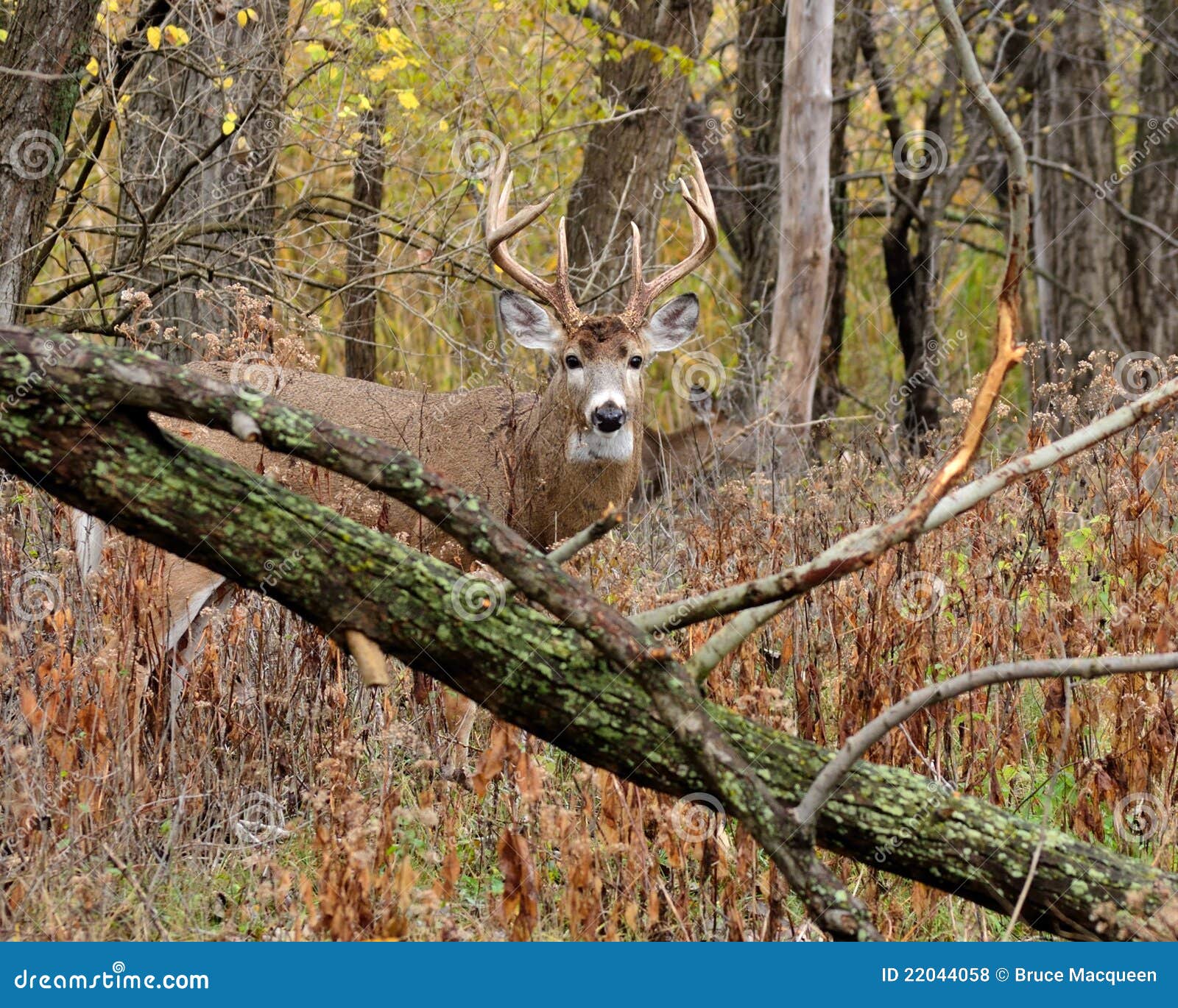 Whitetail Deer Buck stock photo. Image of wildlife, thicket - 22044058