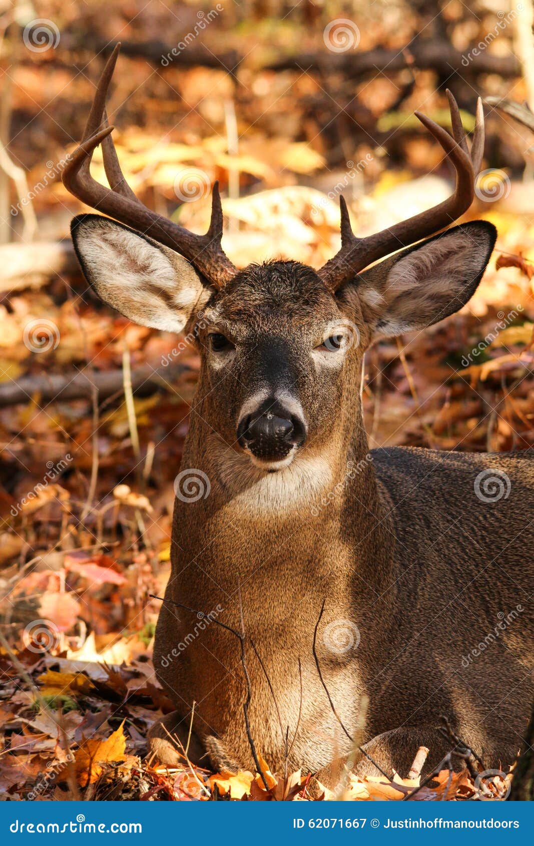 Fall Scene With Deer