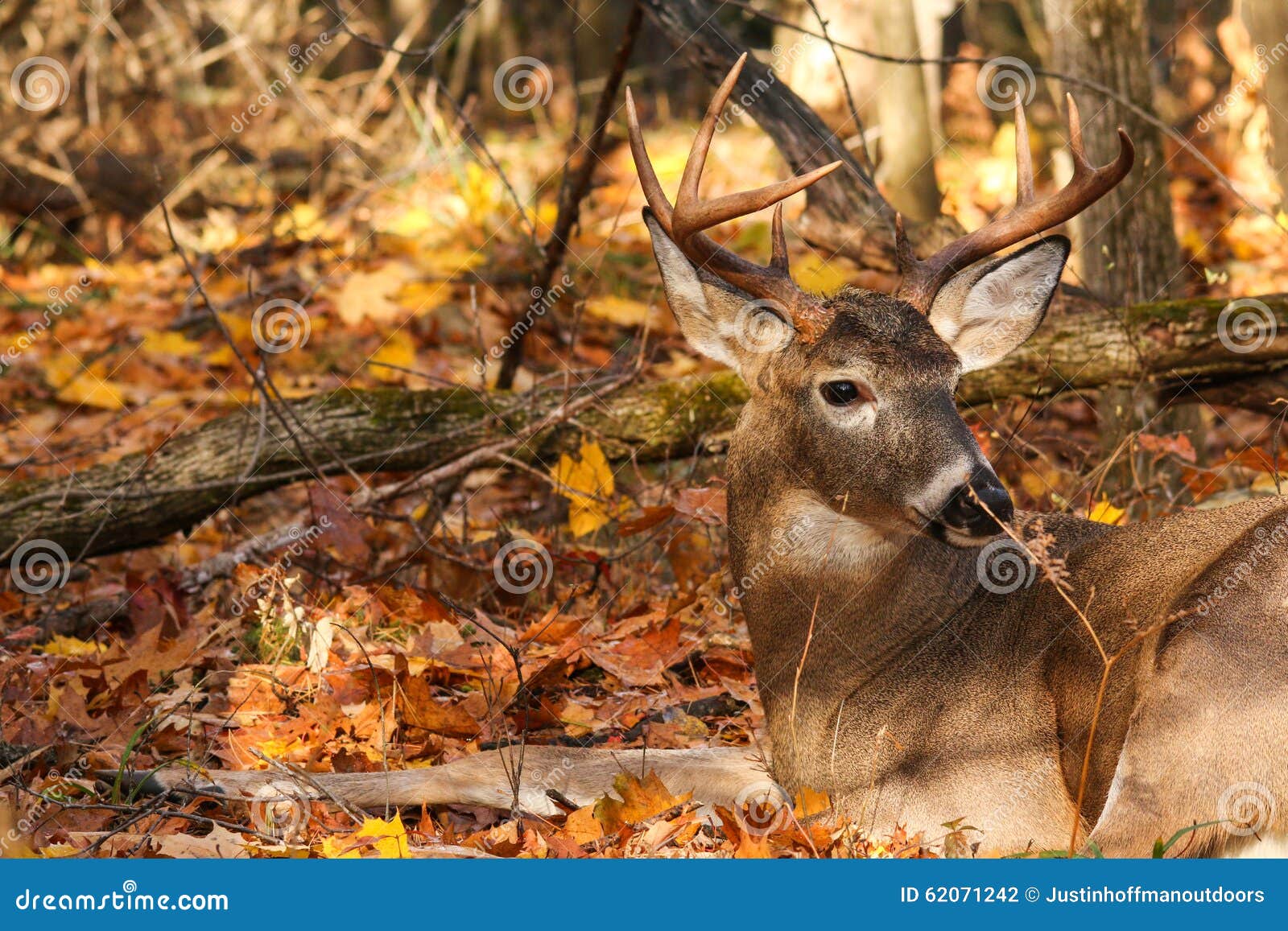 Whitetail Deer Buck Bedded stock photo. Image of mating - 62071242