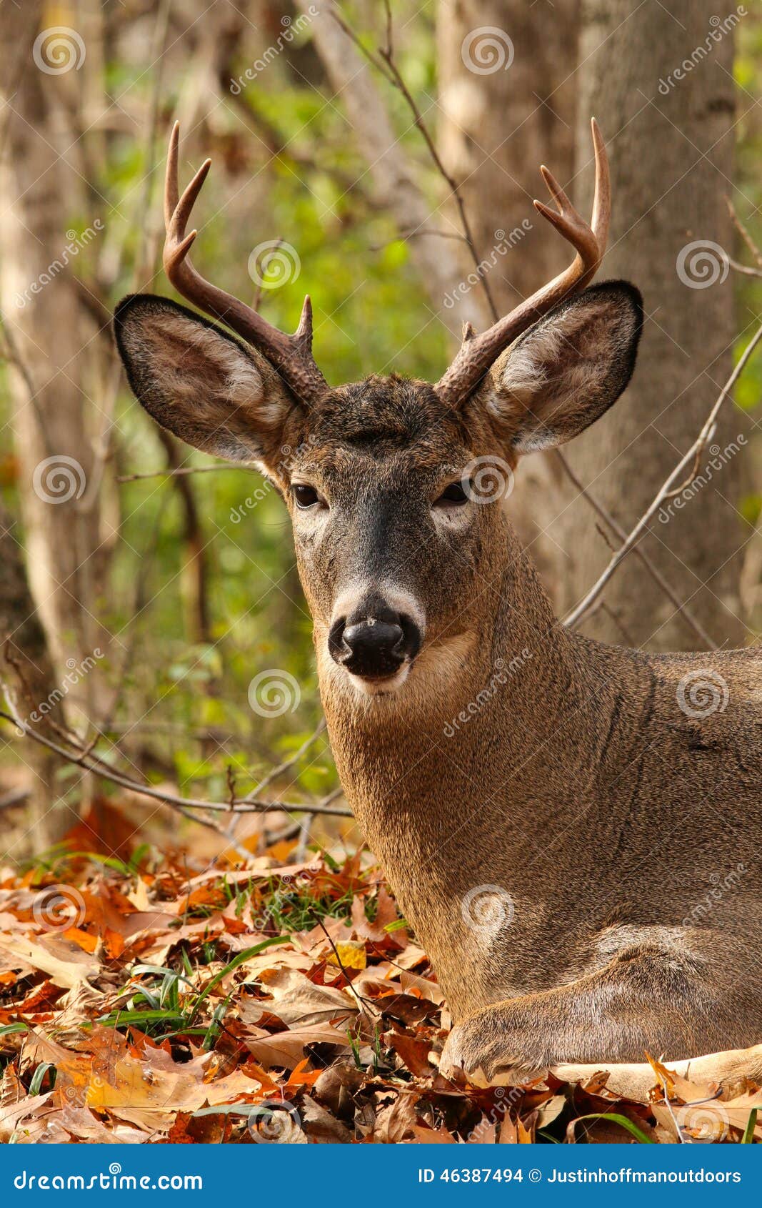 Whitetail Deer Buck stock photo. Image of fall, deer - 46387494