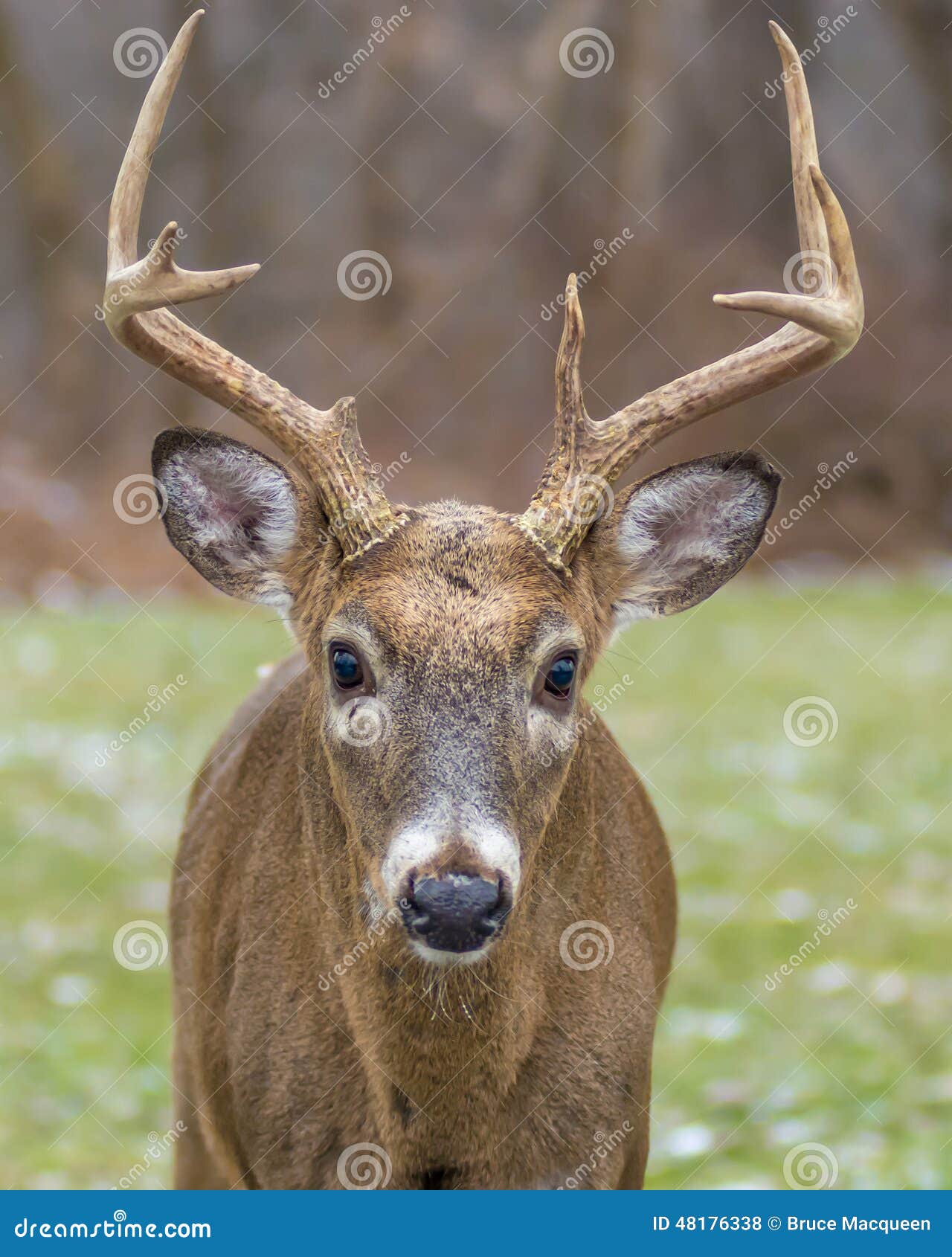 Whitetail Deer Buck stock photo. Image of woods, stag - 48176338