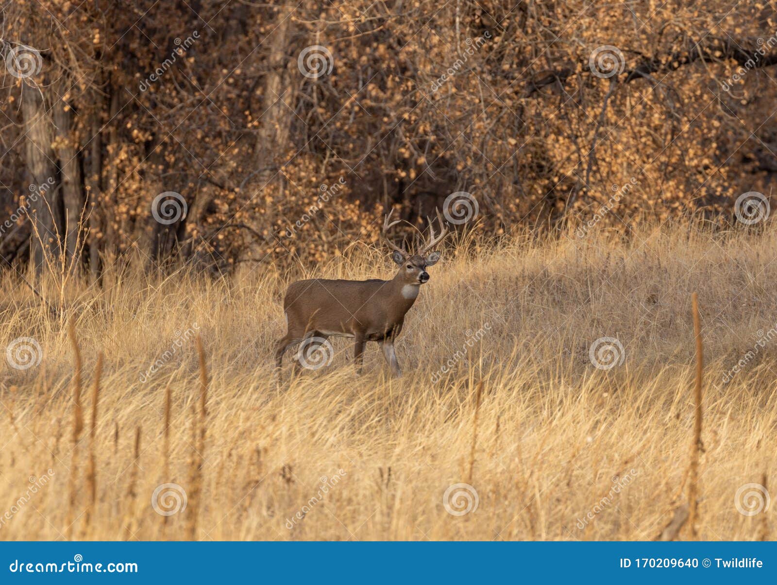 Whitetail Deer Buck in Colorado in Fall Stock Photo - Image of colorado ...