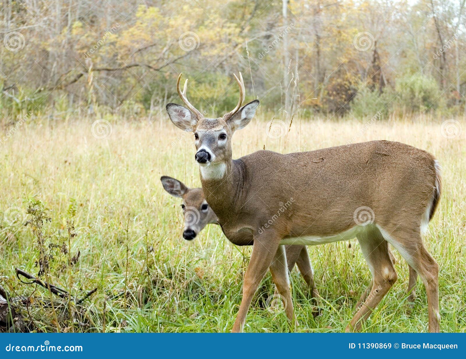 Whitetail Deer Buck and Doe Stock Image - Image of buck, stag: 11390869