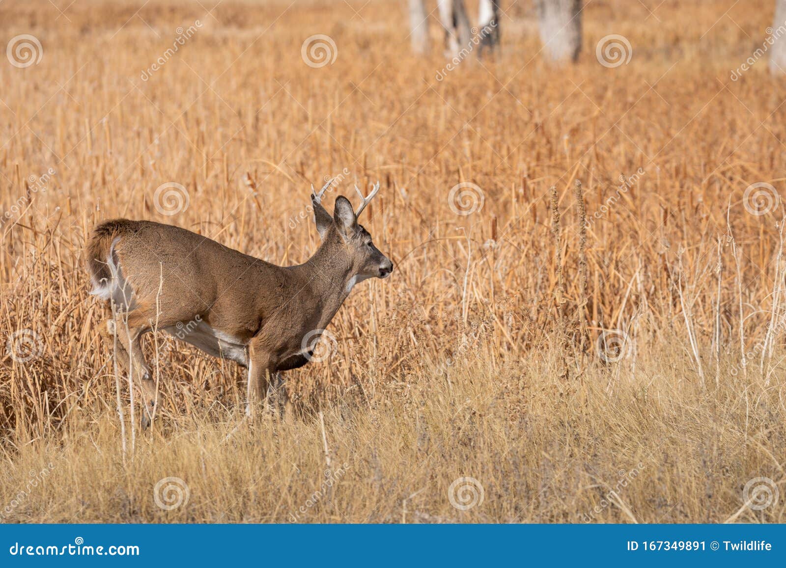 Whitetail Deer Buck in Fall in Colorado Stock Image - Image of stag ...