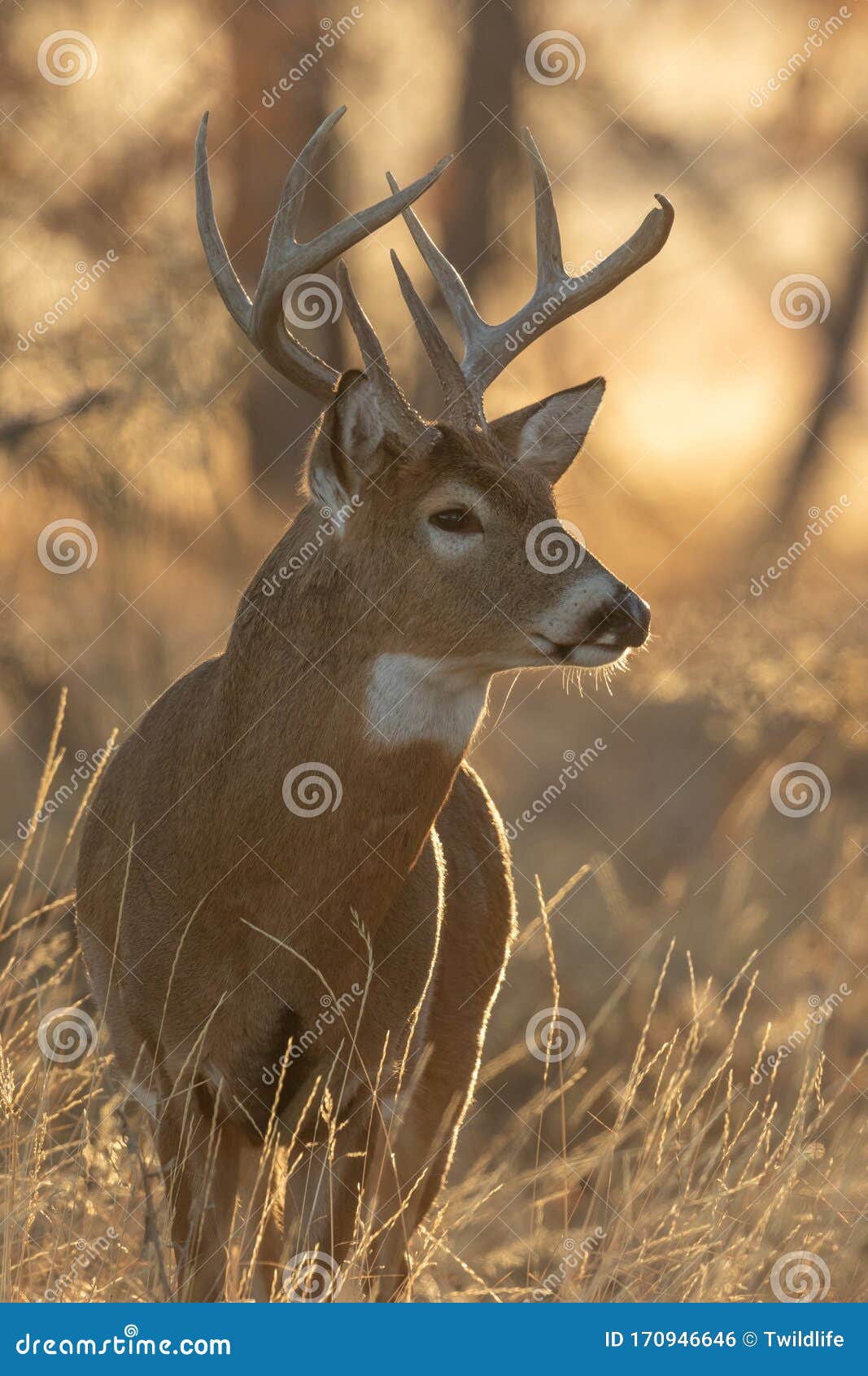 Whitetail Deer Buck in Fall in Colorado Stock Photo - Image of fall ...