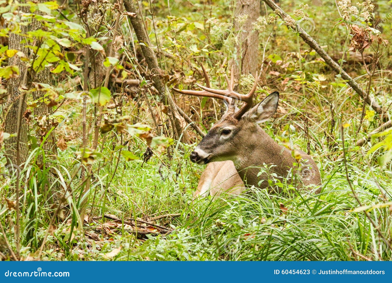 Whitetail Deer Buck Fall Rut Bedded Stock Image - Image of male, point ...