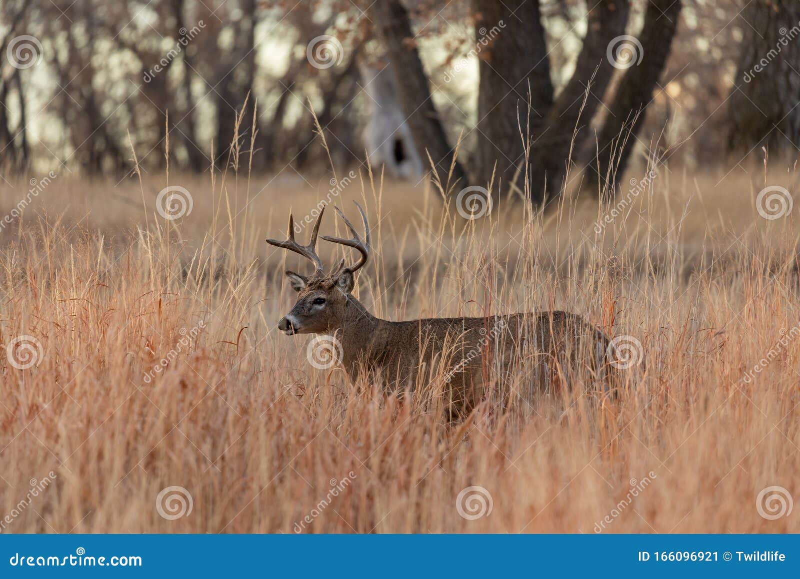 Whitetail Deer Buck in Fall Stock Image - Image of wildlife, autumn ...