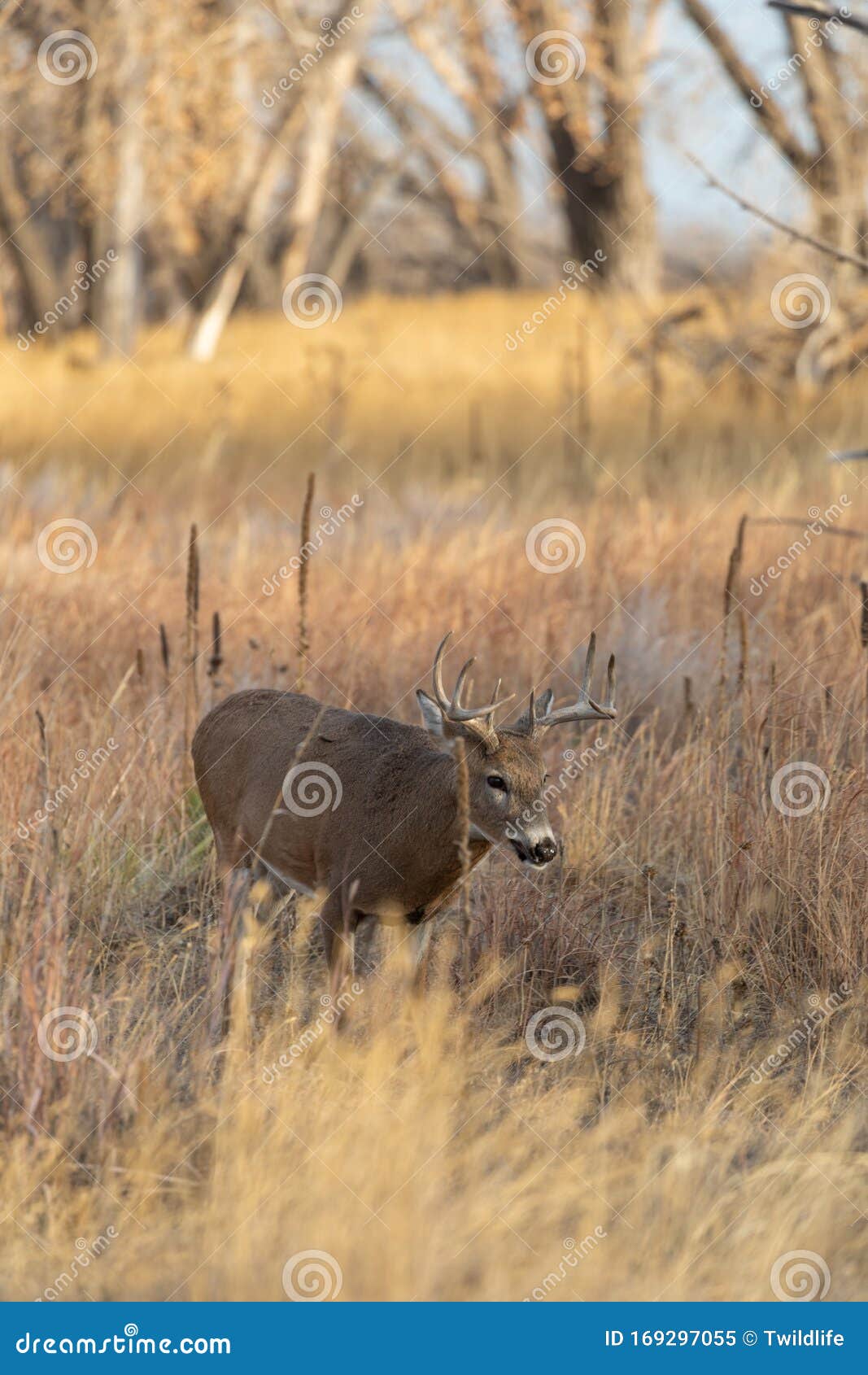 Whitetail Deer Buck in Fall Stock Image - Image of rutting, deer: 169297055