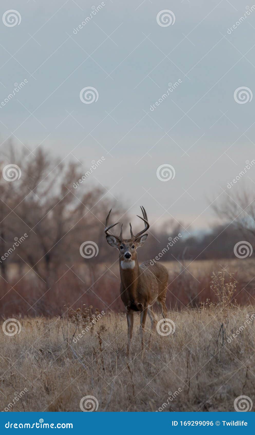 Whitetail Deer Buck in Fall Stock Photo - Image of deer, mammal: 169299096
