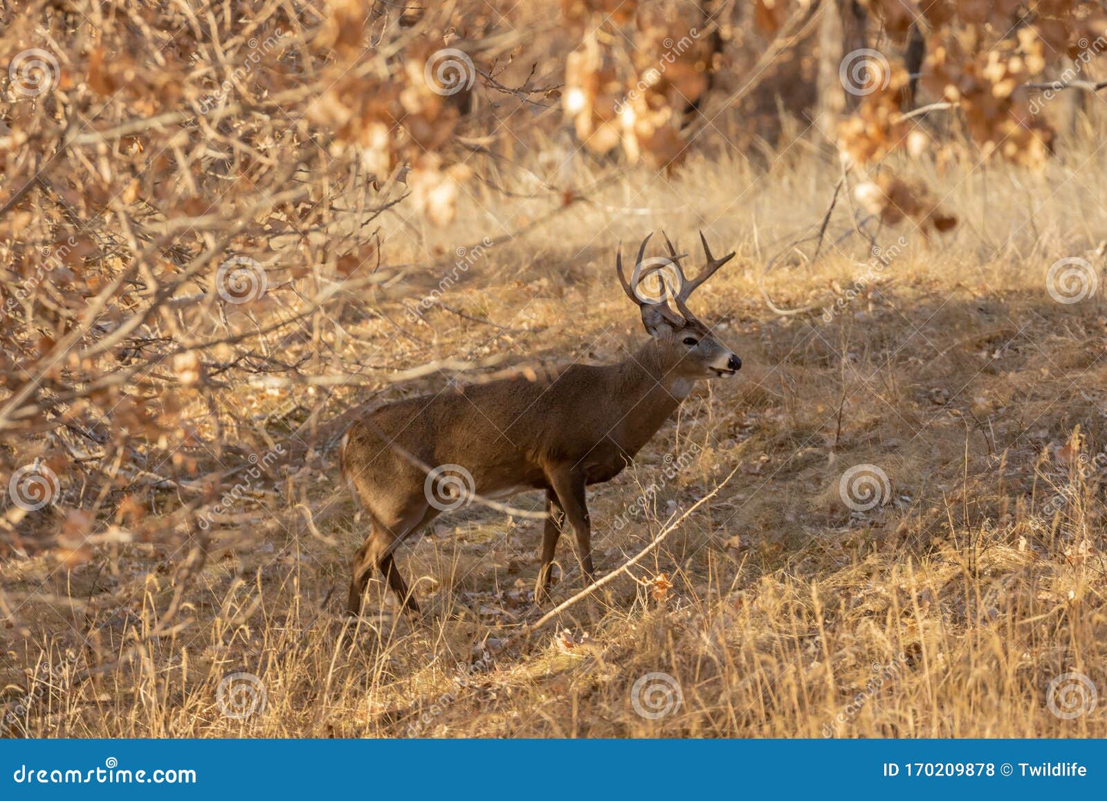 Whitetail Deer Buck in the Fall Rut Stock Photo - Image of wildlife ...
