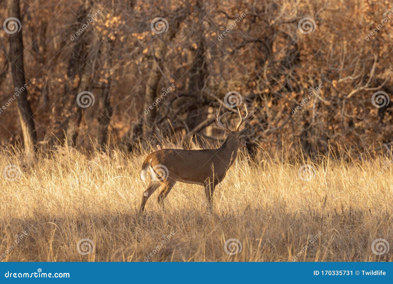 Whitetail Deer Buck in Fall Stock Image - Image of wildlife, autumn ...