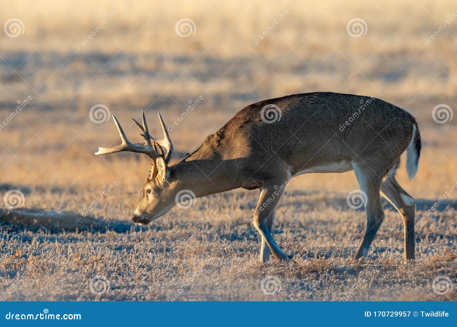 Whitetail Deer Buck in Fall Stock Image - Image of rutting, autumn ...