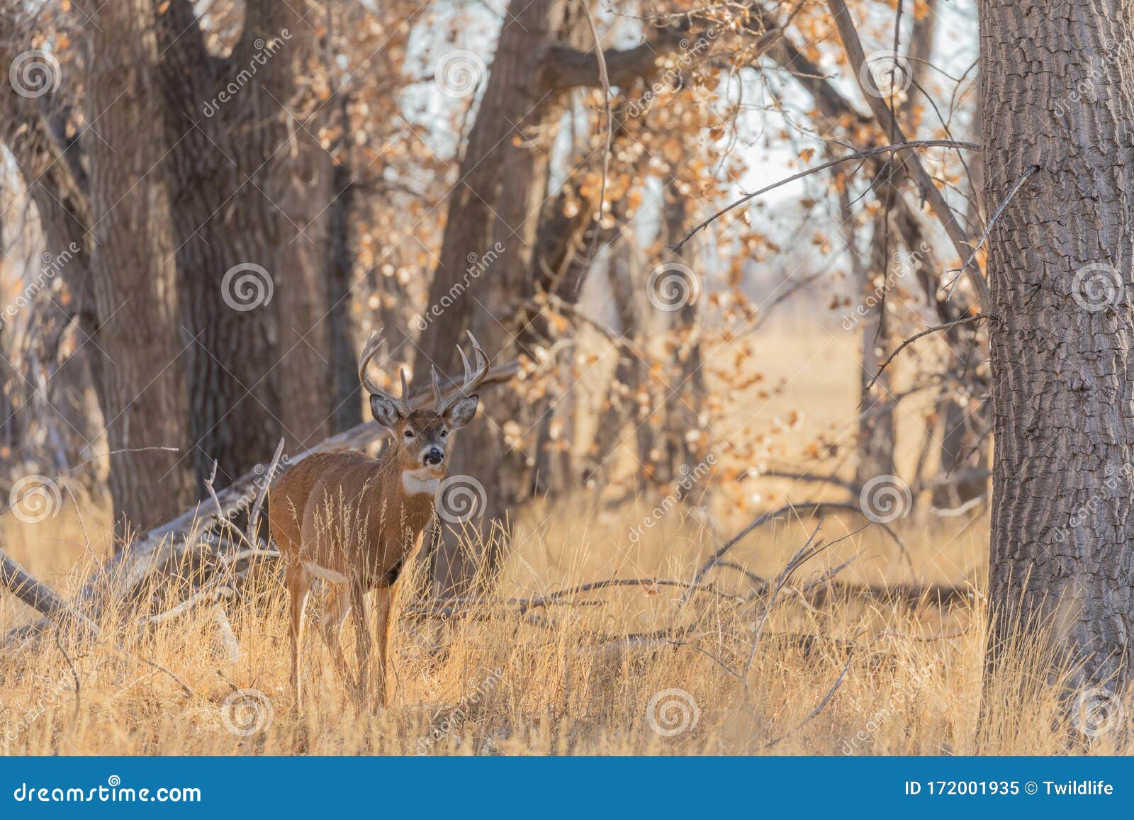 Whitetail Deer Buck in the Fall Rut Stock Image - Image of whitetail ...