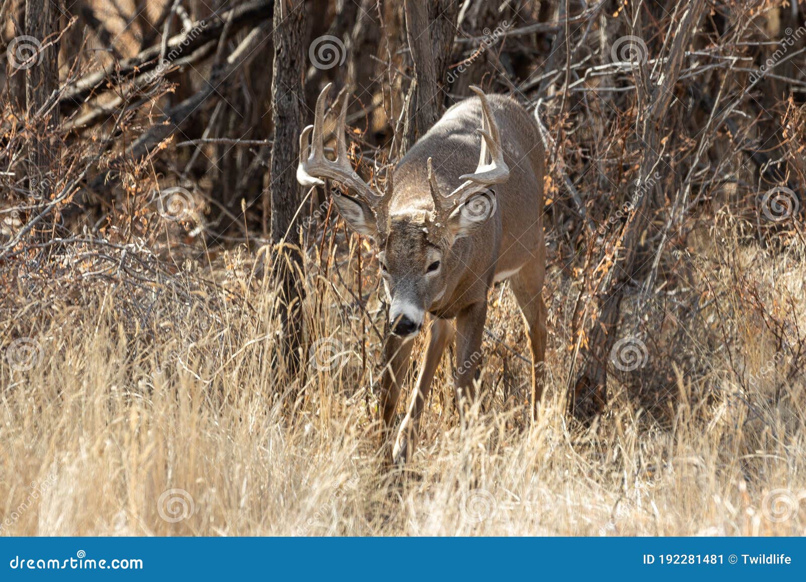 Whitetail Deer Buck in the Fall Rut Stock Image - Image of nature ...