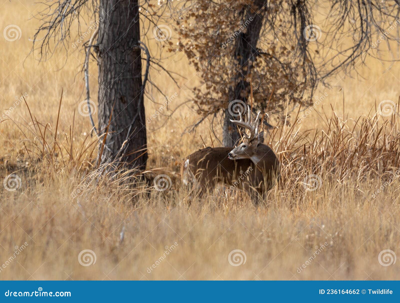 Whitetail Deer Buck in Fall Stock Photo - Image of autumn, wild: 236164662