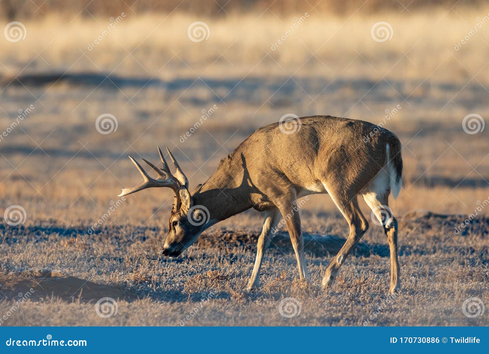 Whitetail Deer Buck Grazing in Fall Stock Photo - Image of grazing ...