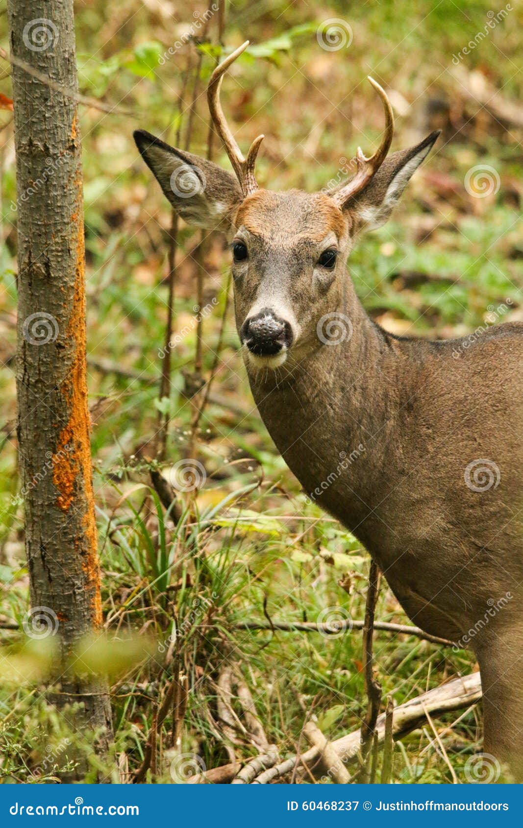 Whitetail Deer Buck Fall Rut Rub Stock Image - Image of animal, hunting ...