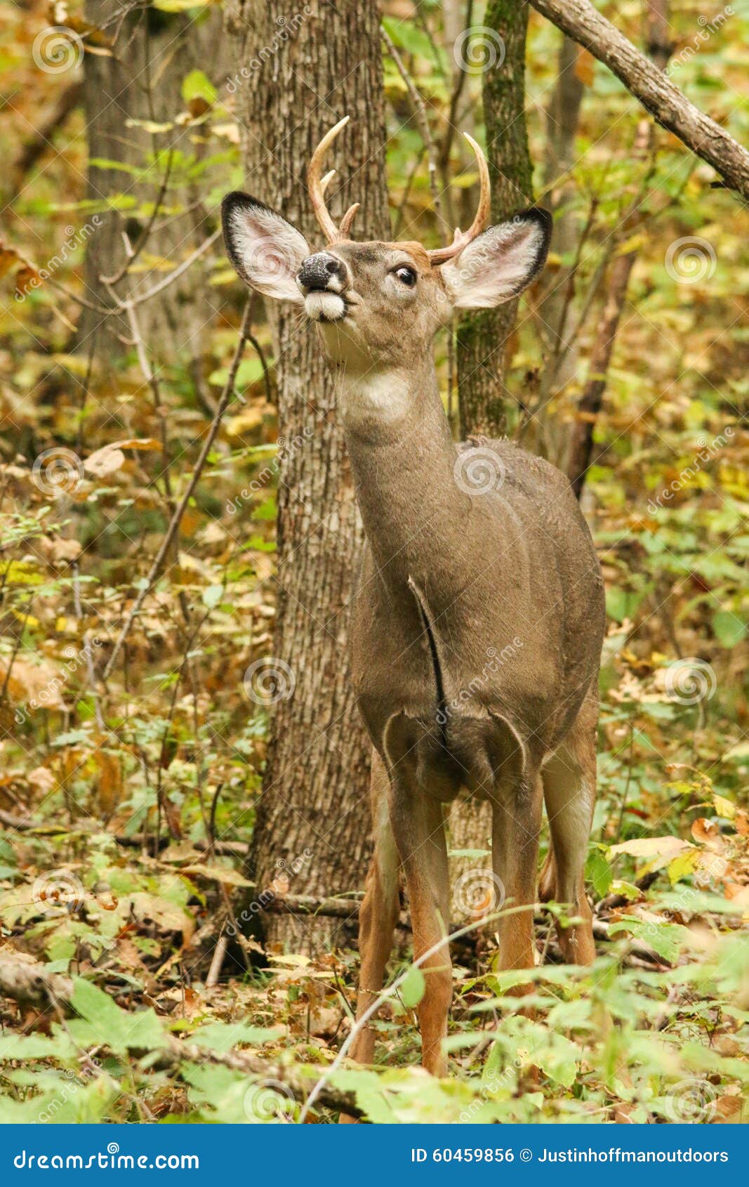 Whitetail Deer Buck Fall Rut Stock Photo - Image of majestic, mate ...