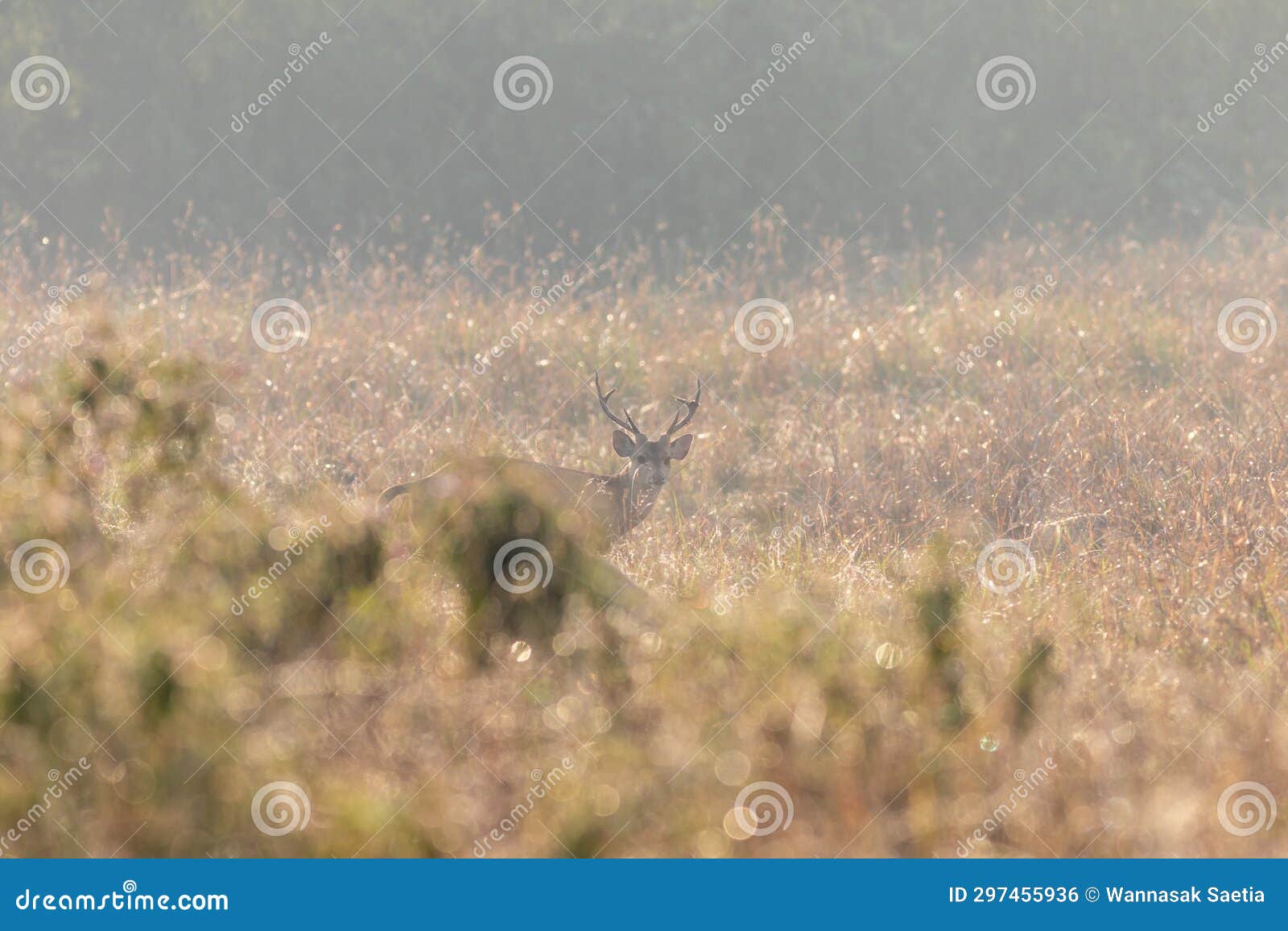 Whitetail Deer Buck in the Fall Rut Stock Photo - Image of midwest ...