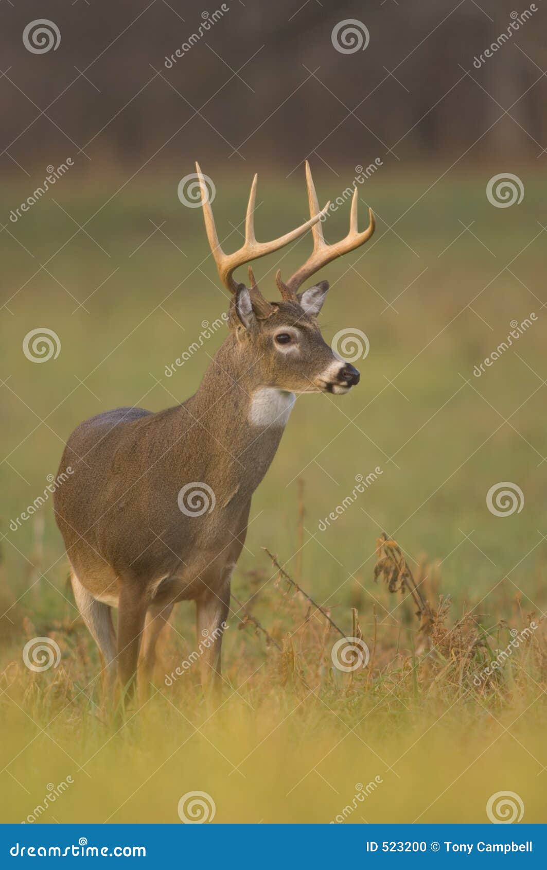 Whitetail Deer Buck In A Field Stock Photo - Image: 523200