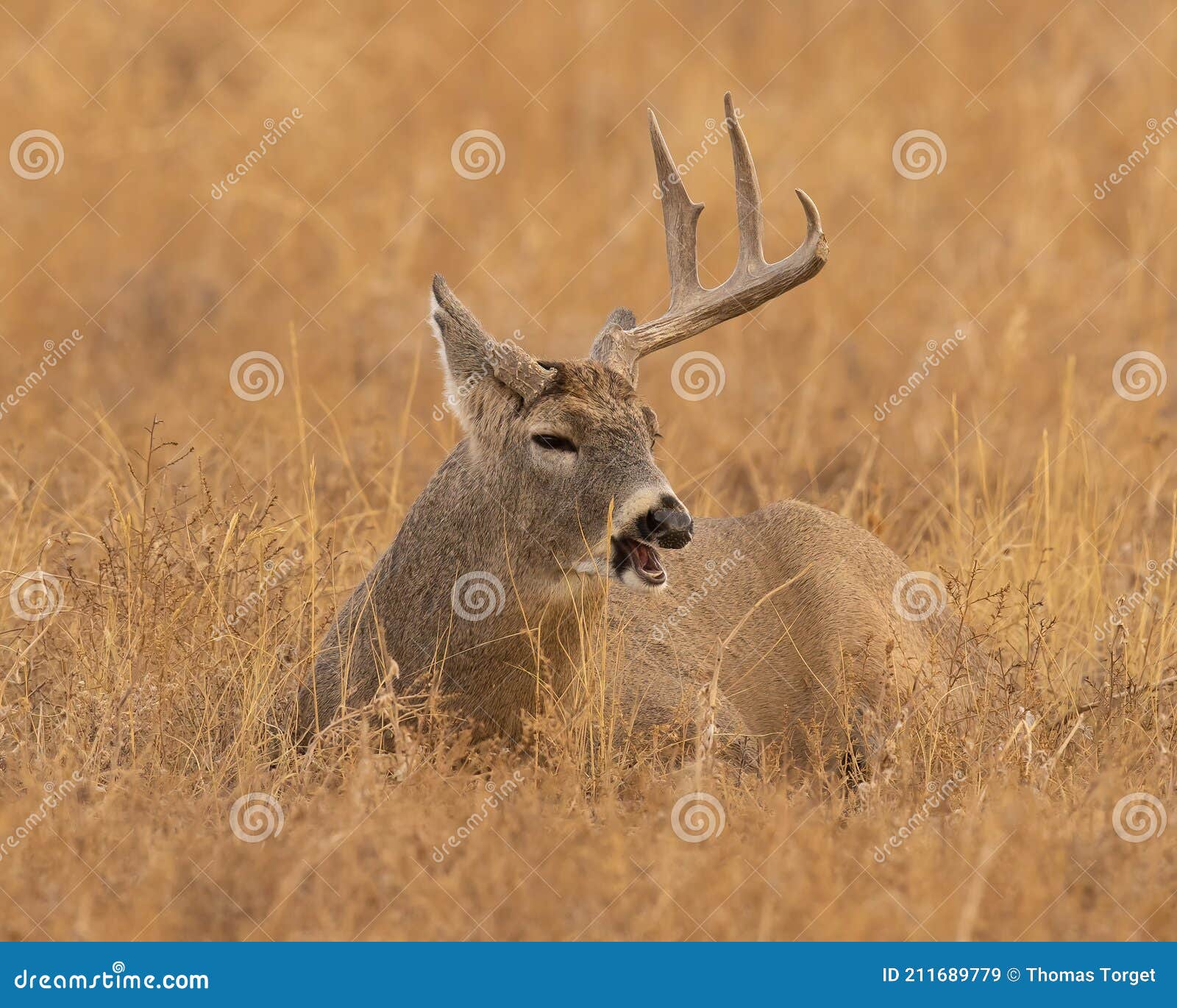 Whitetail Deer Buck Has only One Antler after Fight with Another Buck ...