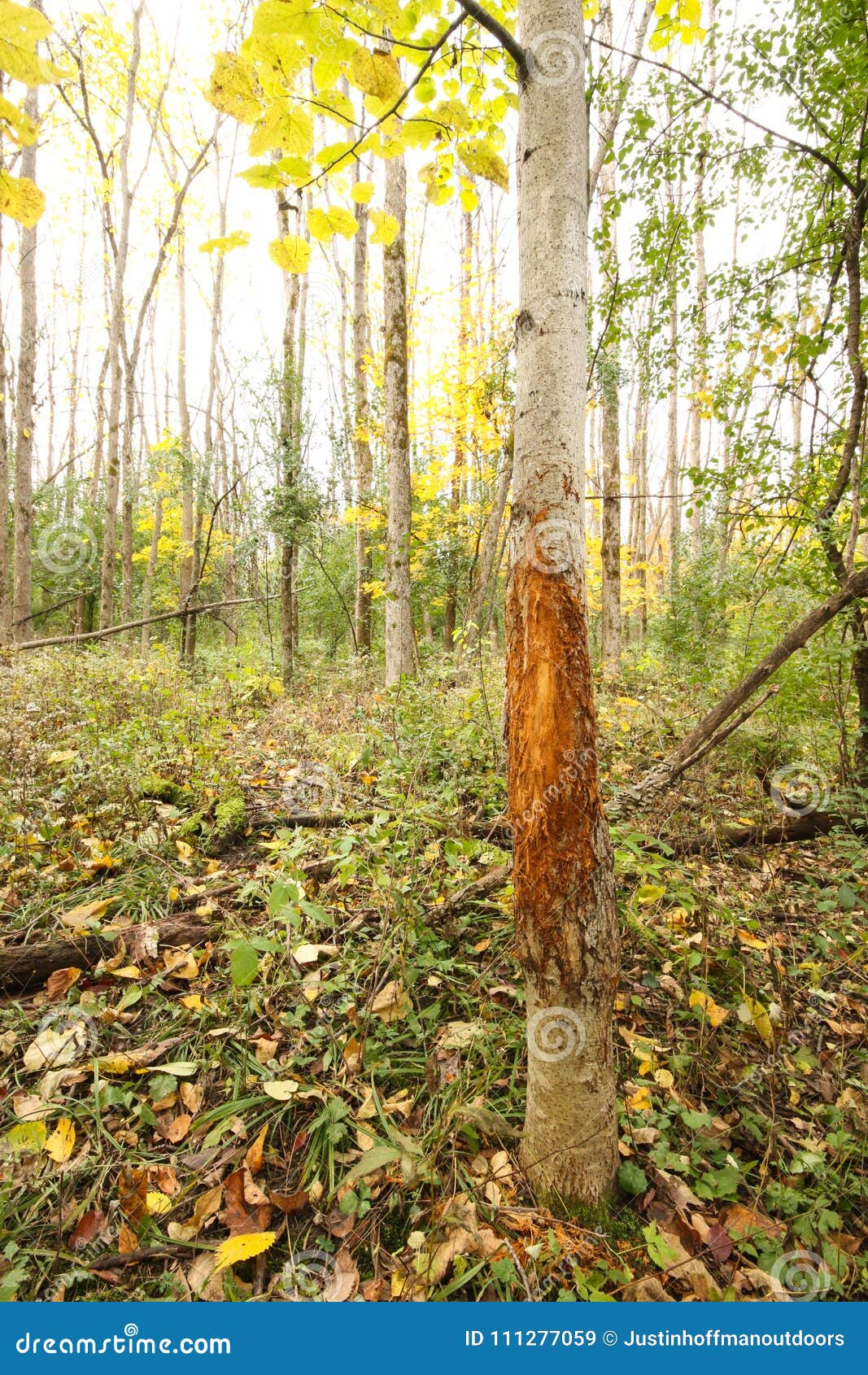 Whitetail Deer Buck Antler Rub on Tree Stock Image - Image of white ...