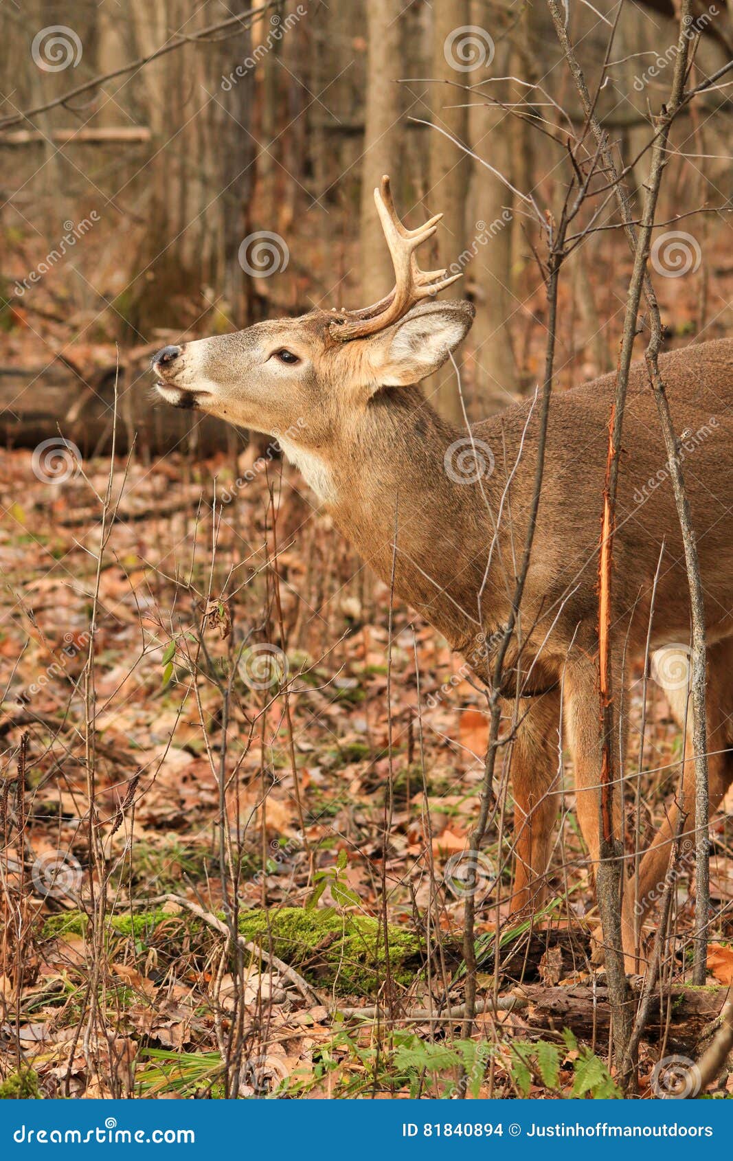 Whitetail Deer Buck Lip Curl and Rub Stock Photo - Image of hunting ...
