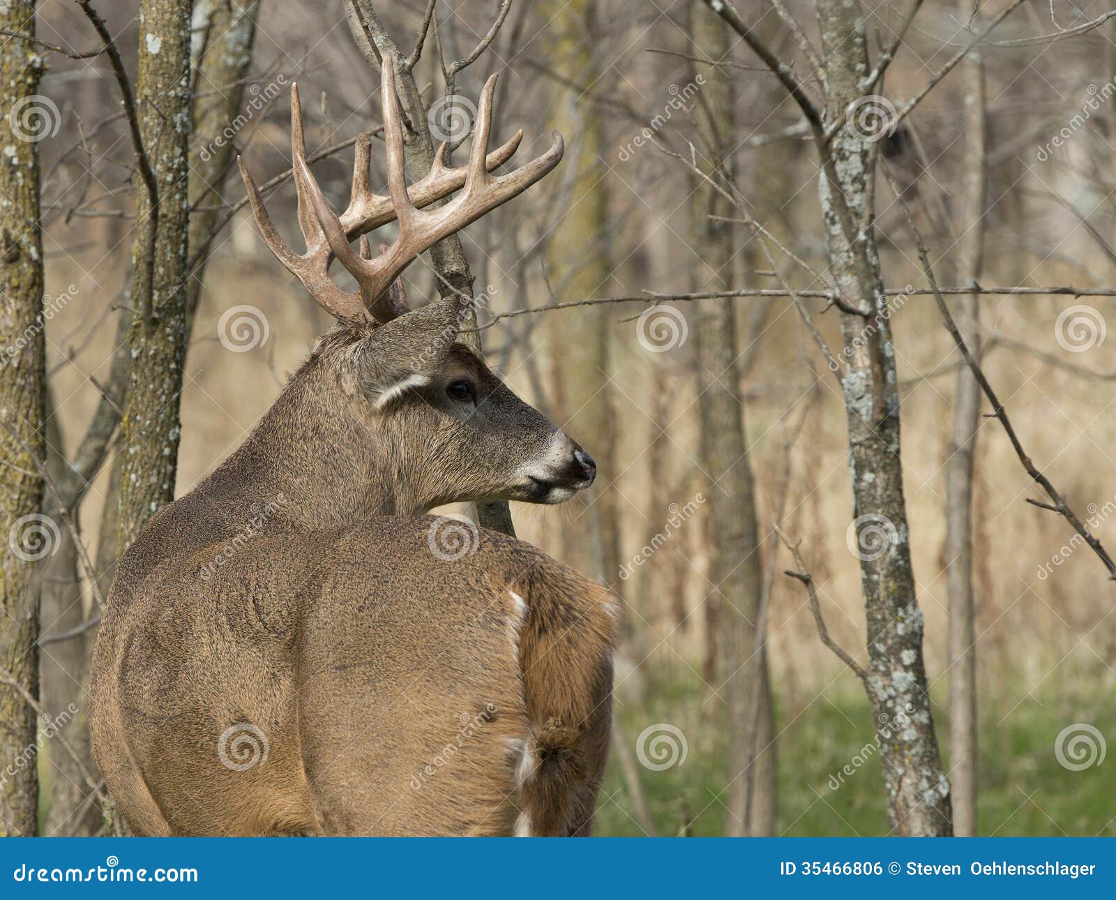Whitetail Deer Buck stock photo. Image of hunt, antler - 35466806
