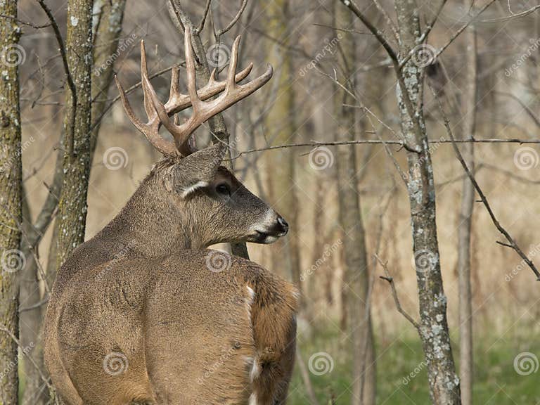 Whitetail Deer Buck stock photo. Image of hunt, antler - 35466806