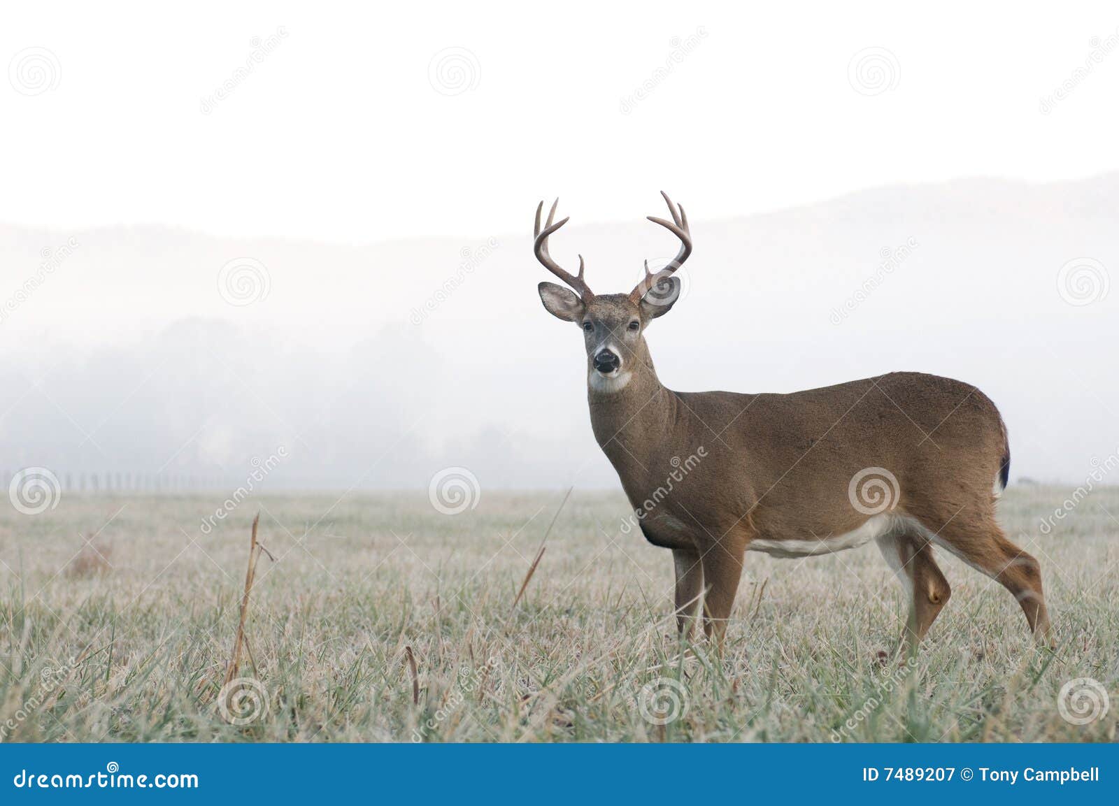 Whitetail Deer Buck in an Open Field Stock Image - Image of national ...