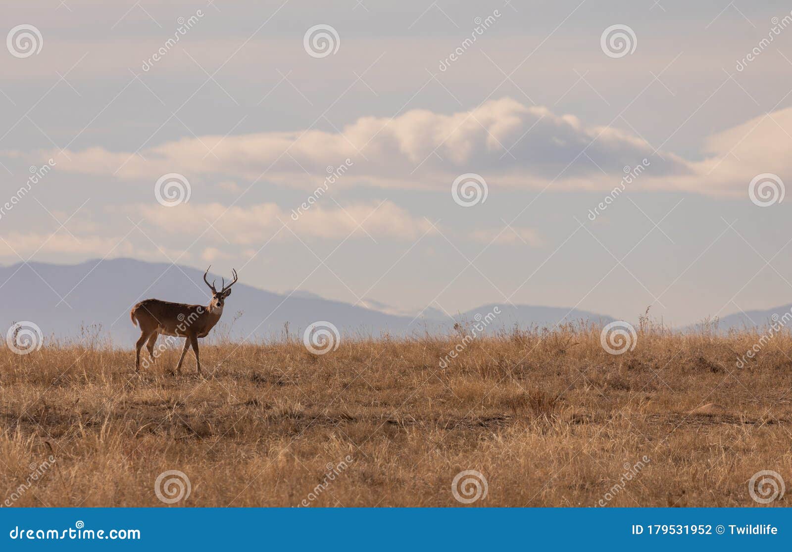 Whitetail Deer Buck on Ridge in Fall Stock Photo - Image of mammal ...