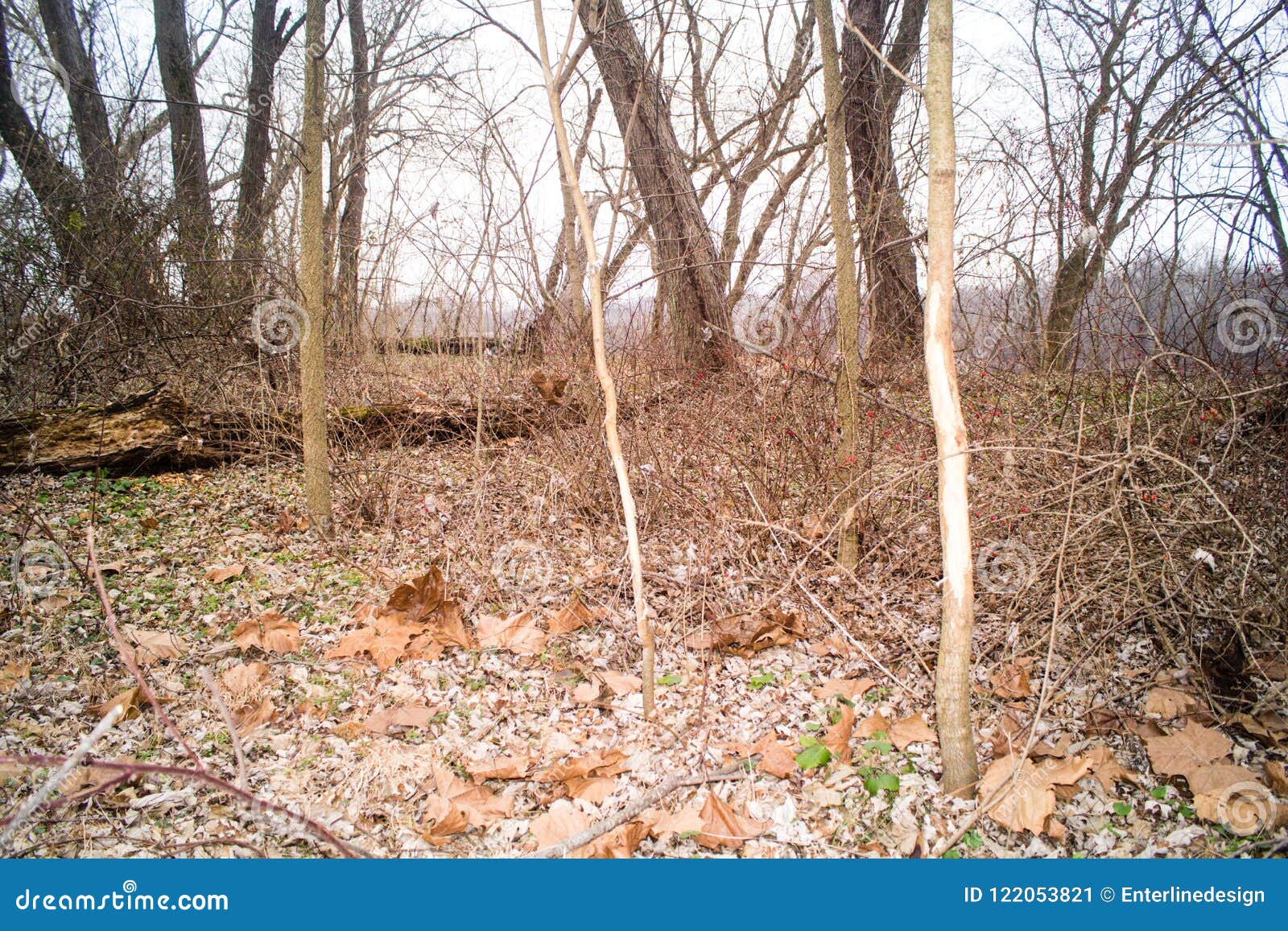 Whitetail Deer Buck Rub on Tree Stock Image - Image of leaves, deer ...