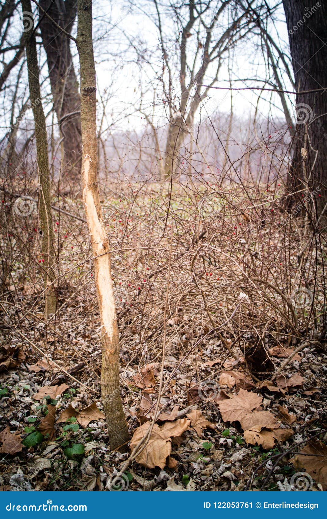 Whitetail Deer Buck Rub on Tree Stock Image - Image of buck, nature ...