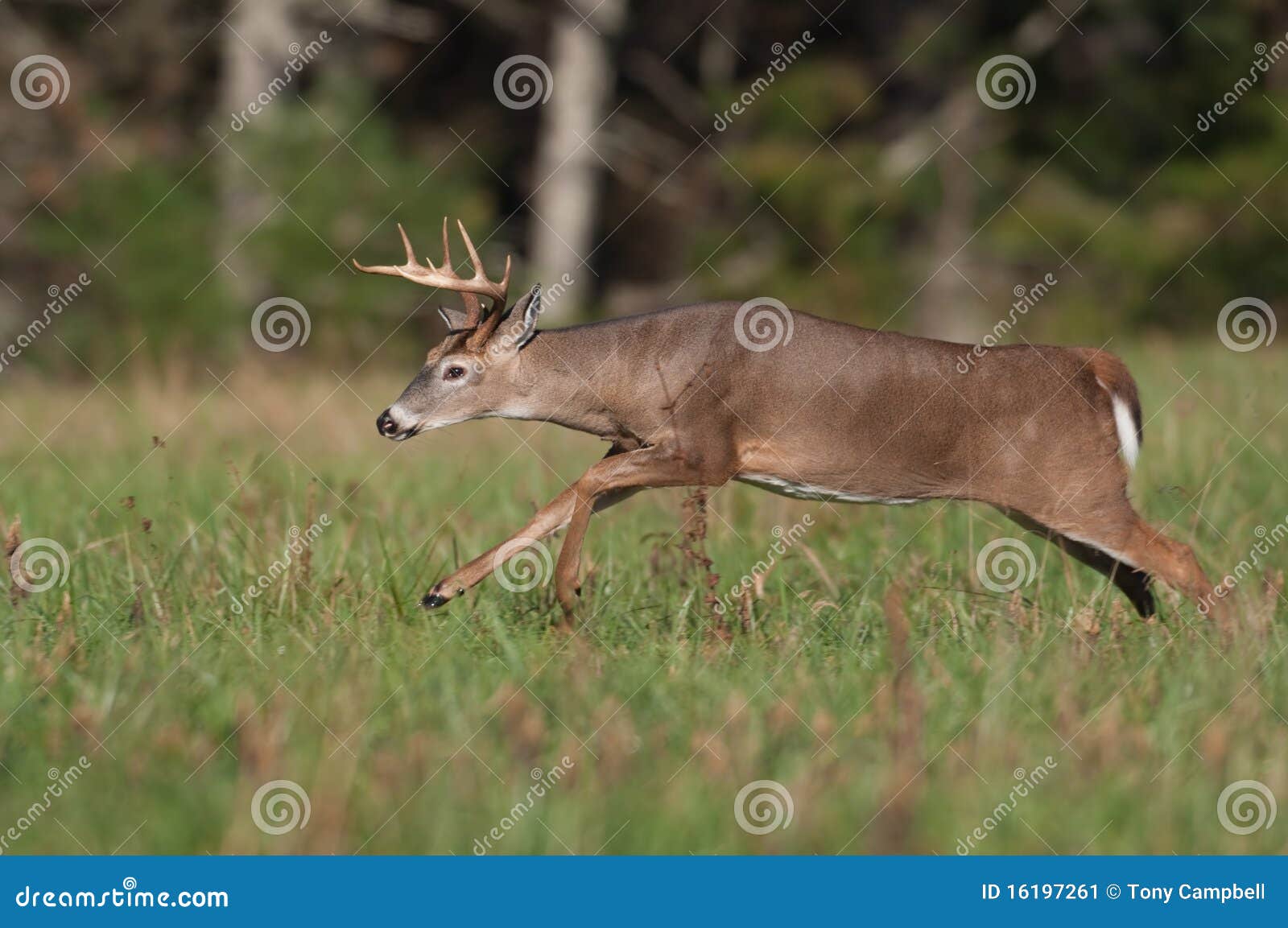 Whitetail Deer Buck Running through Meadow Stock Image - Image of ...