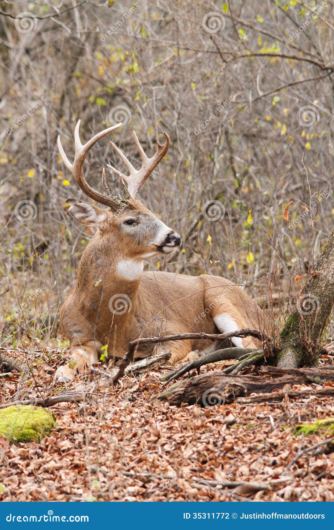 Whitetail Deer Buck Rut stock photo. Image of rack, hunt - 35311772