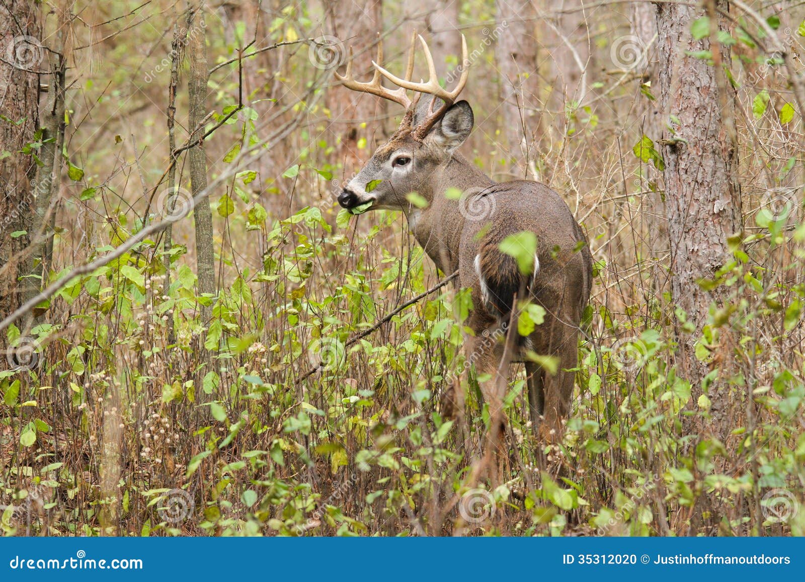 Whitetail Deer Buck Rut stock photo. Image of mate, grass - 35312020