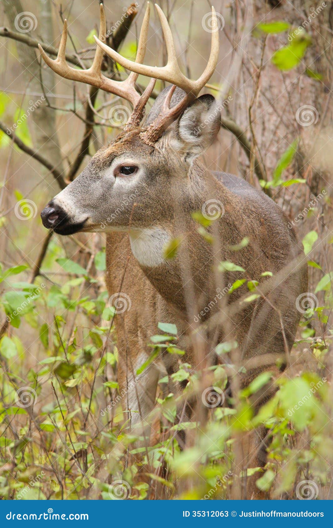 Whitetail Deer Buck Rut stock image. Image of cute, hardwood - 35312063