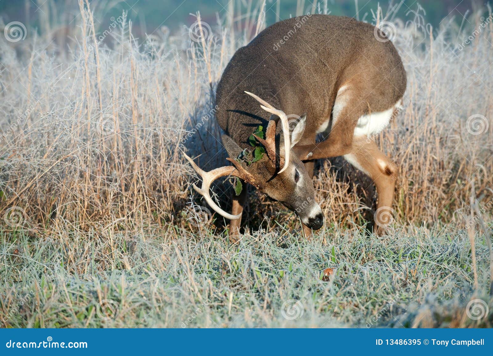 Whitetail Deer Buck Scratching Its Antlers Stock Image - Image of ...