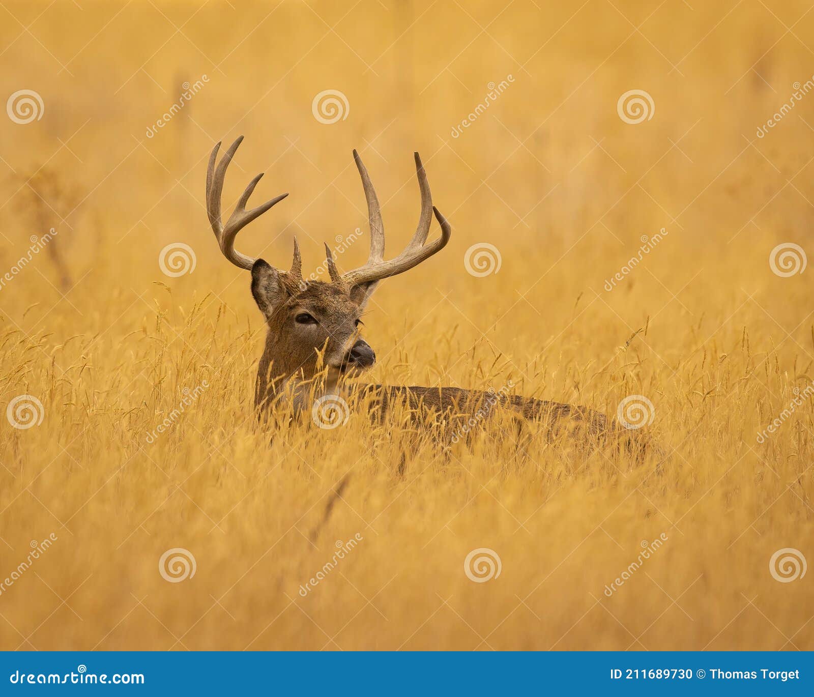 Whitetail Deer Buck is Shown Bedded Down in Grass Field Stock Photo ...
