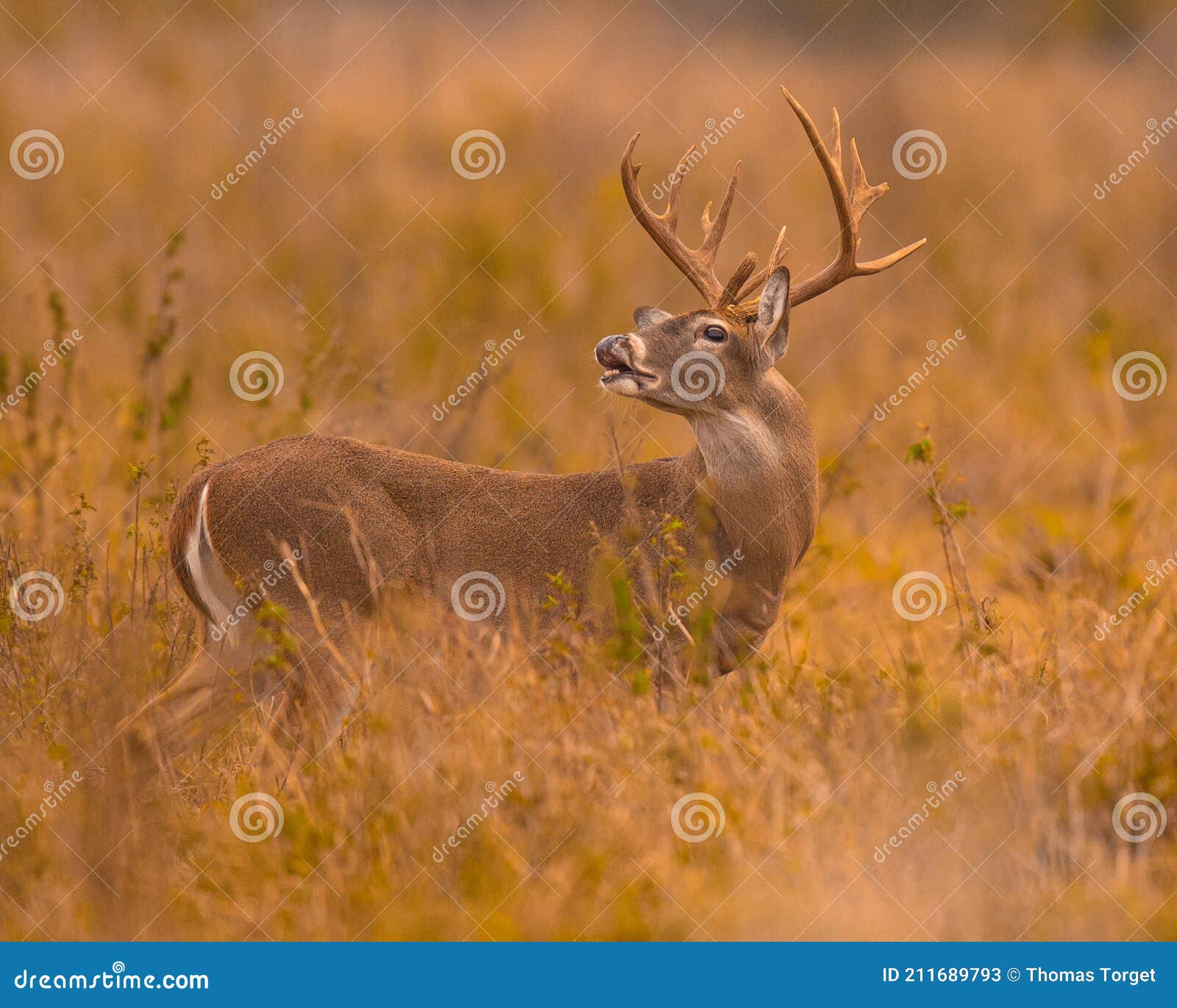 Handsome Whitetail Deer Buck Steps Through Grass Field In Late ...